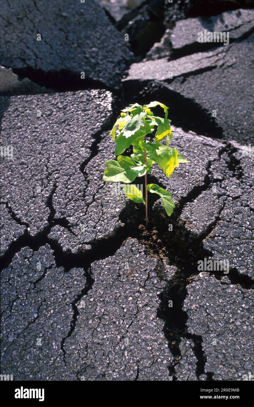 Pushing through plants hi-res stock photography and images - Alamy