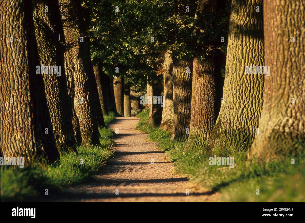 Broad tree lined avenue hi-res stock photography and images - Alamy