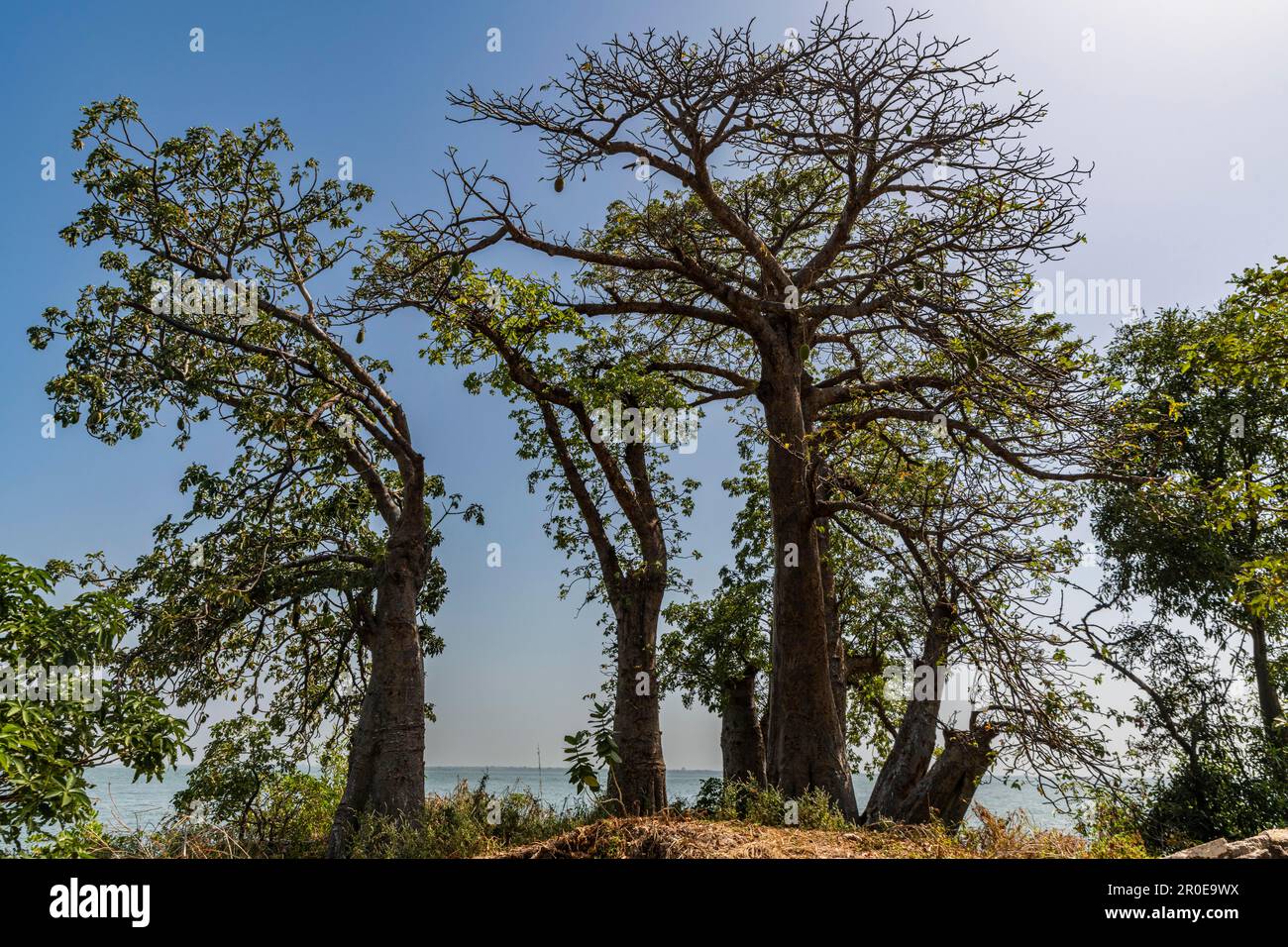 Baobab trees, Unesco site Kunta Kinteh or James island, Western slave ...