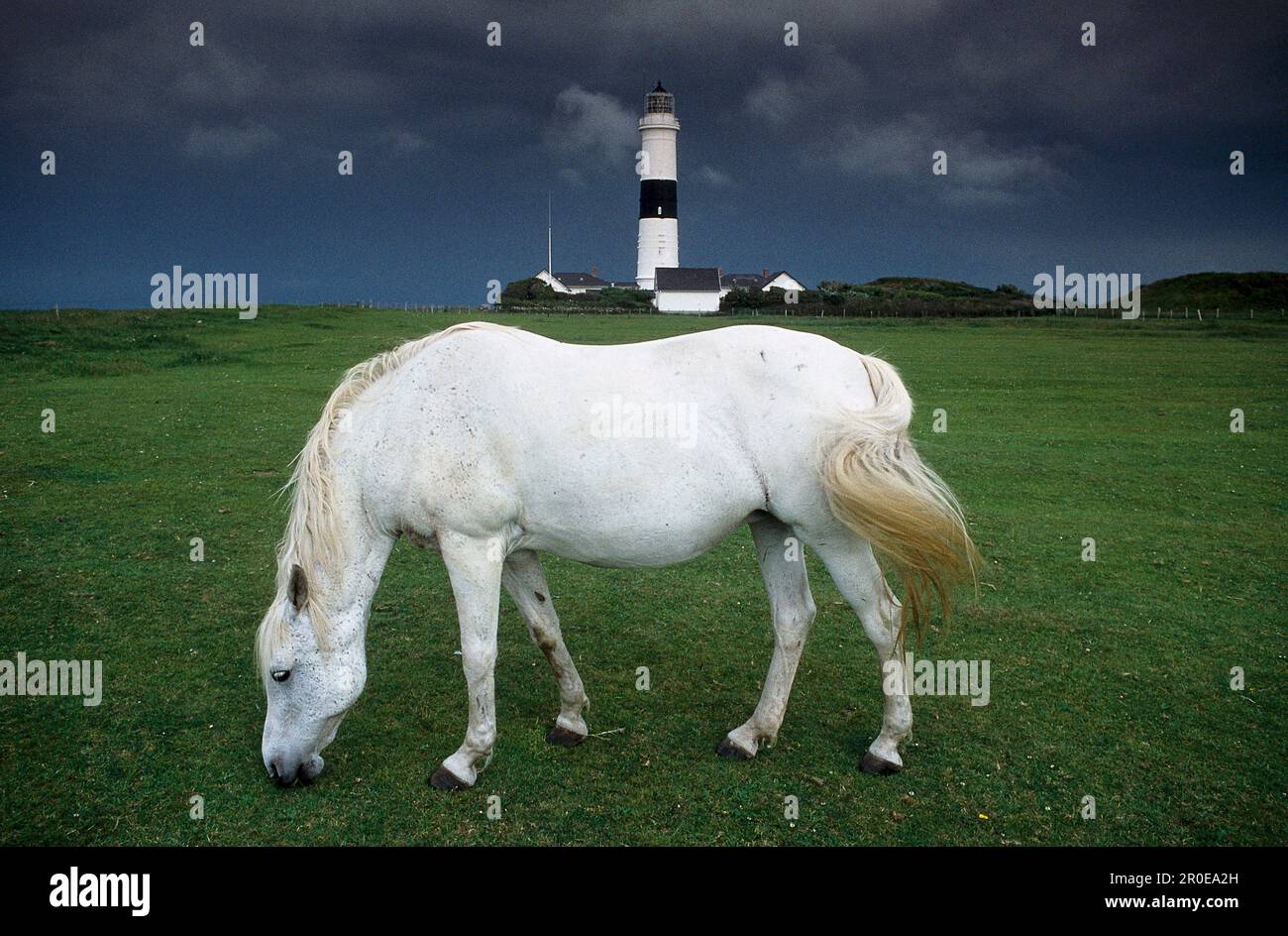 White horse in front of lighthouse, Kampen, Sylt, Schleswig-Holstein ...