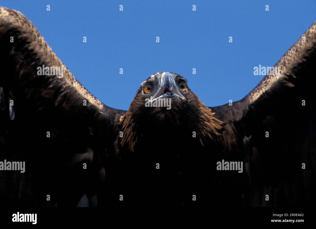 Flying eagle point of view hi-res stock photography and images - Alamy