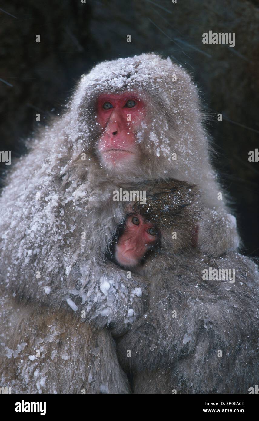 Snow mum and baby animal hi-res stock photography and images - Alamy