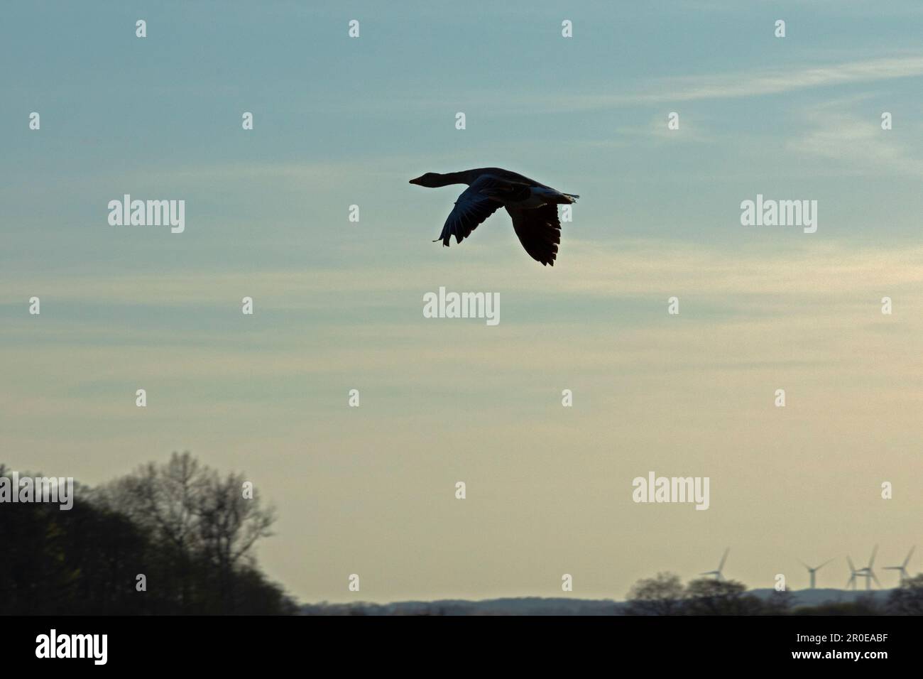 Gans silhouette hi-res stock photography and images - Alamy