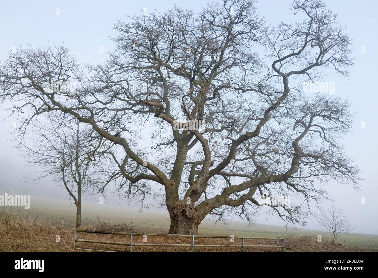 Veteran tree, 300-year-old English oak (Quercus robur) in the fog at ...