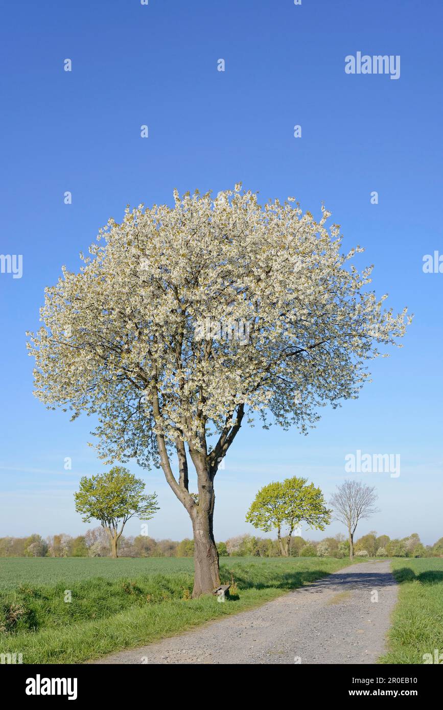 Deciduous trees by a green grain field, cherry (Prunus) in blossom ...