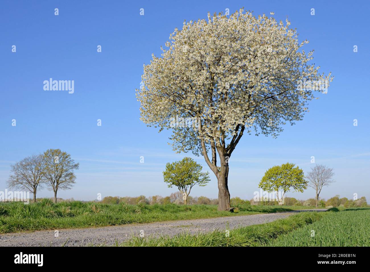 Pear Tree Their Eyes Were Watching God