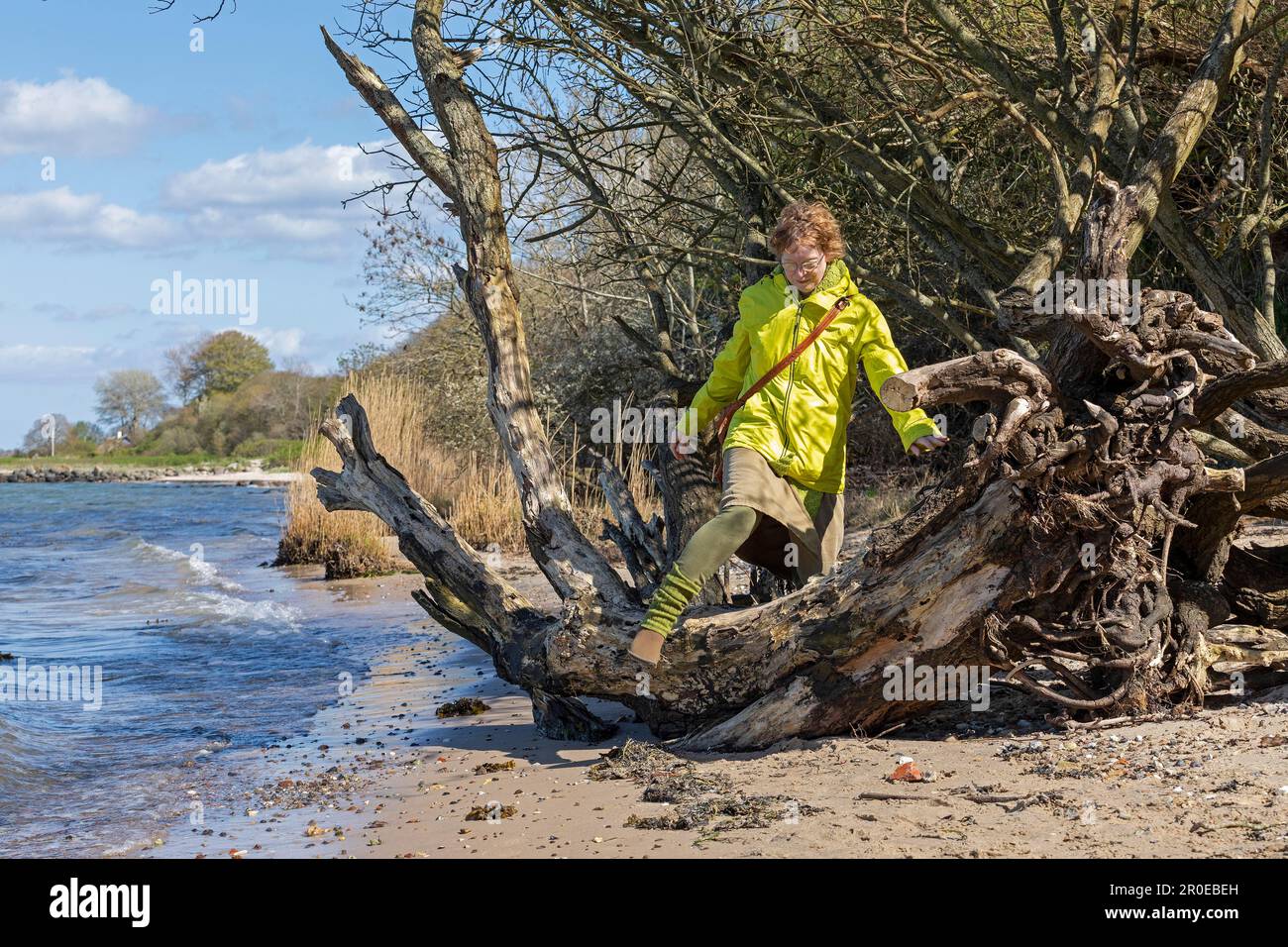 Elderly woman climbing over tree roots, beach, northern coast, Holnis ...