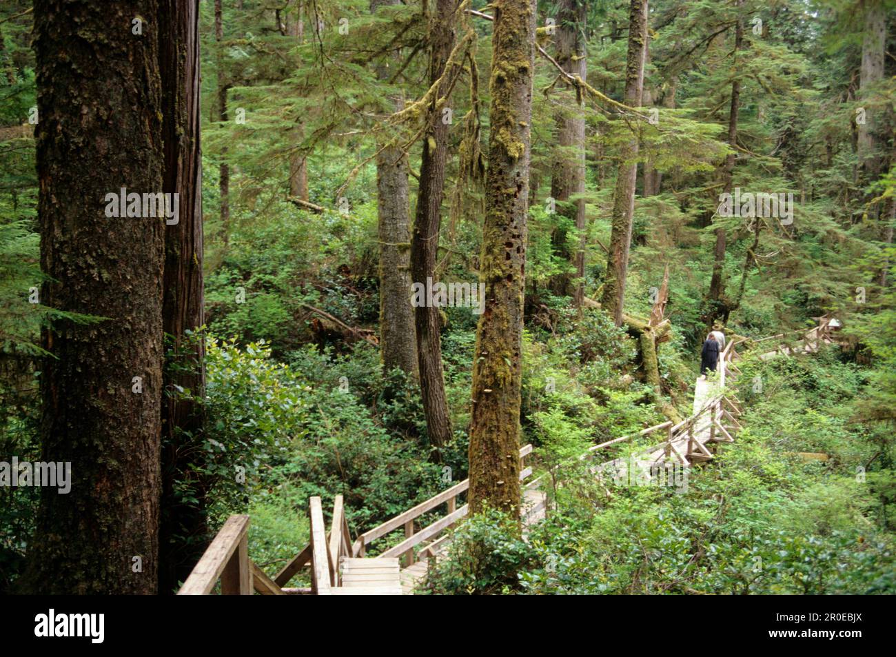 Boardwalk amidst trees of the rainforest, Pacific Rim National Park ...