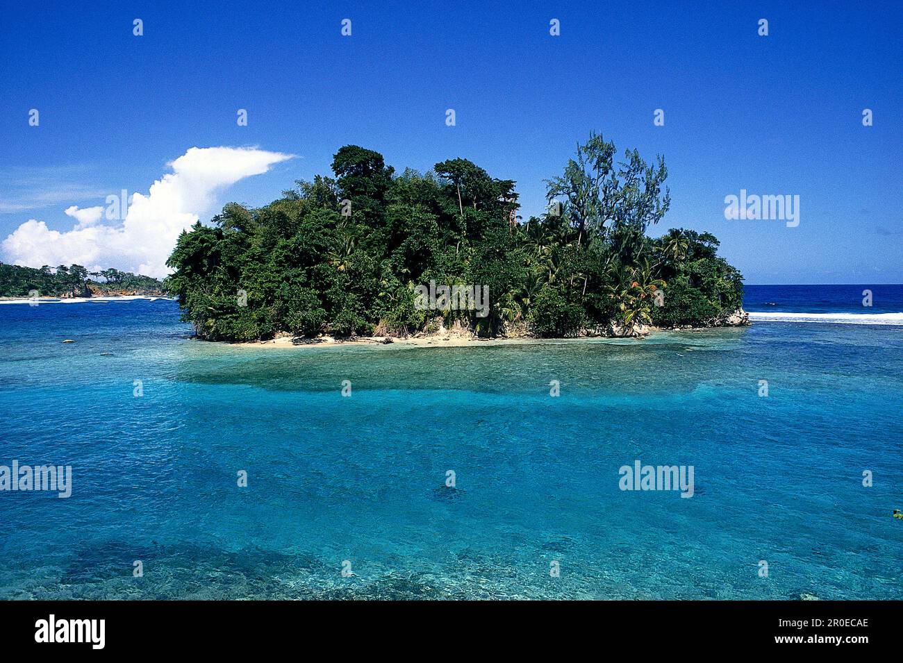 Jamaican monkey hi-res stock photography and images - Alamy