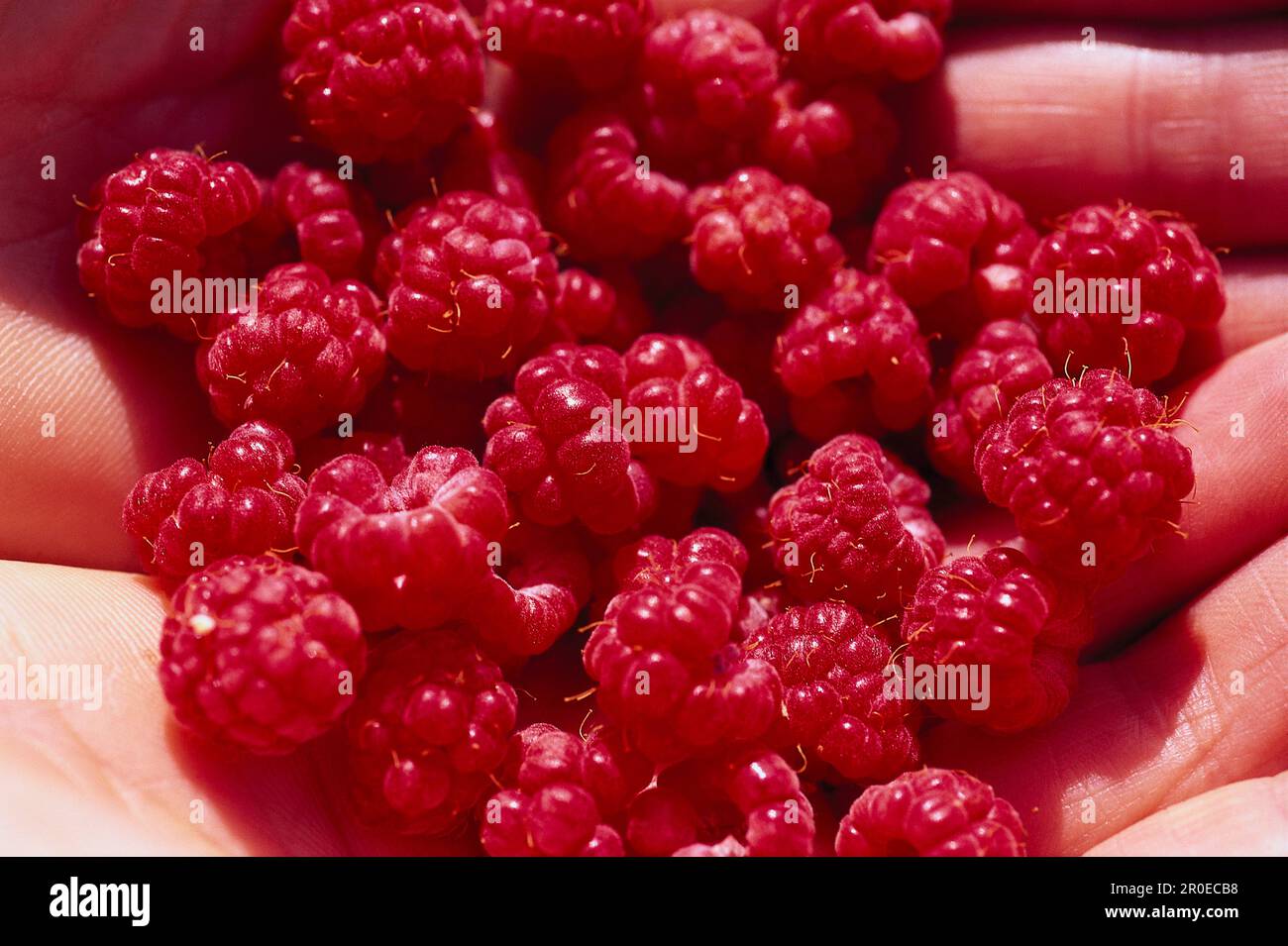 A fistful wild raspberries Stock Photo - Alamy