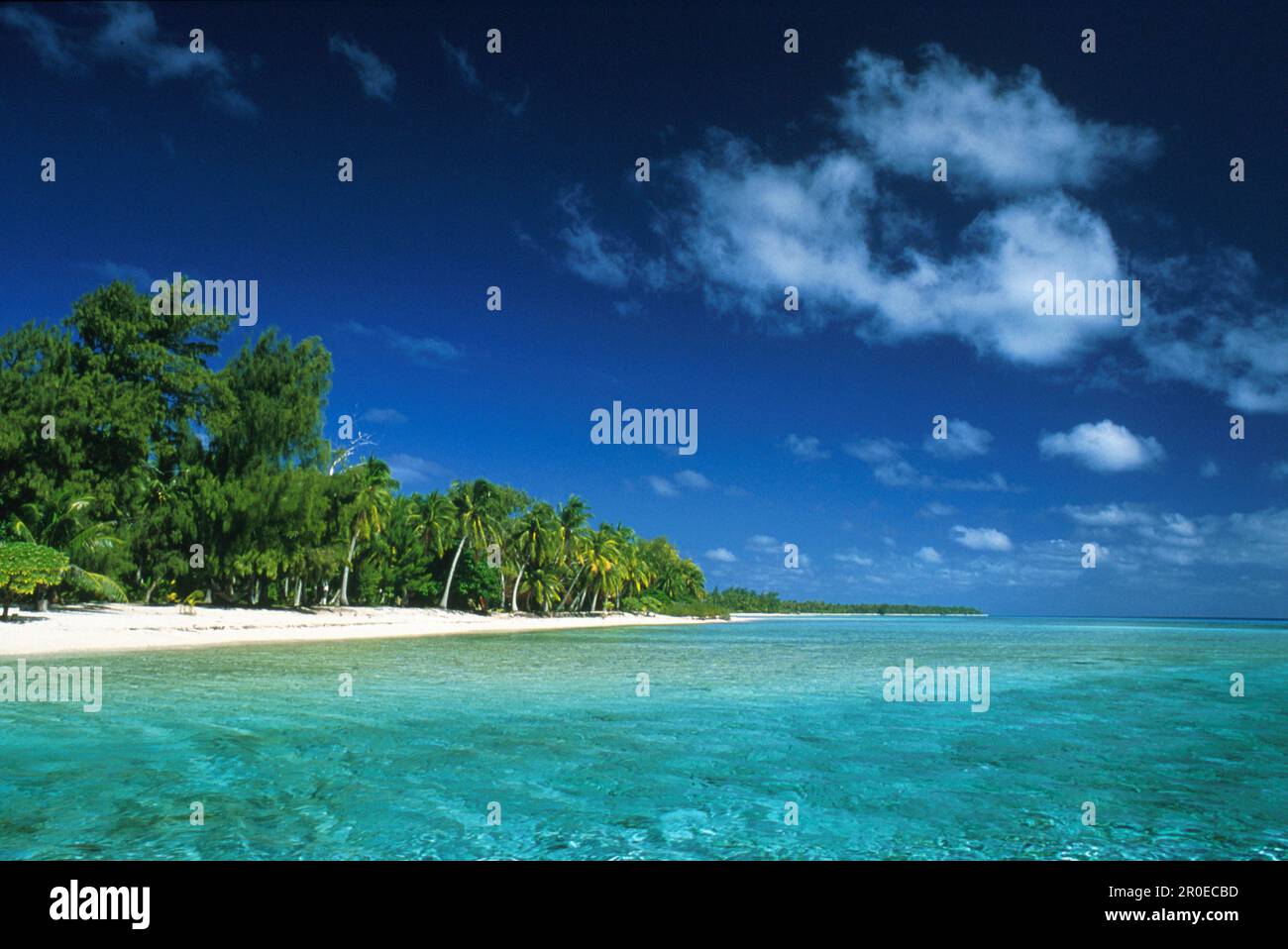 Palm trees on Motu Rangiroa island under blue sky, French Polynesia ...