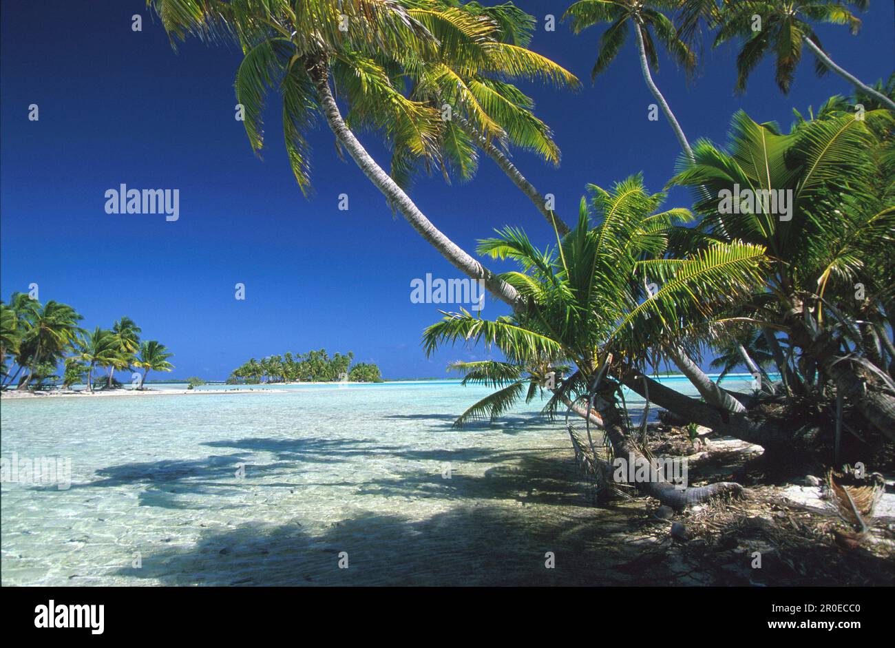 Coconut palm trees on Motu island under blue sky, Tuamotu, French ...