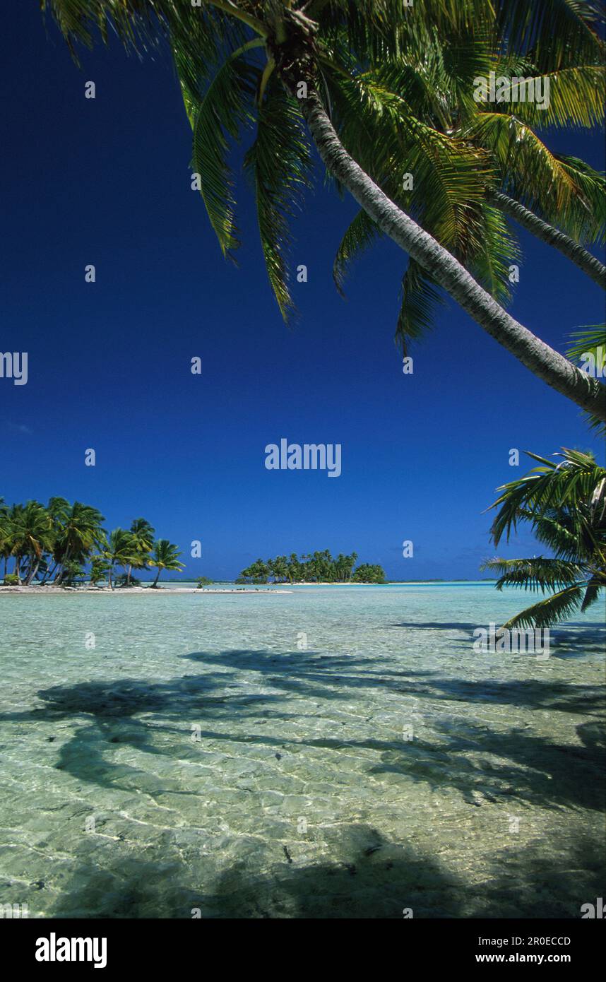 Kokospalmen auf Motu, Blaue Lagune, Atoll Rangiroa, Tuamotus ...