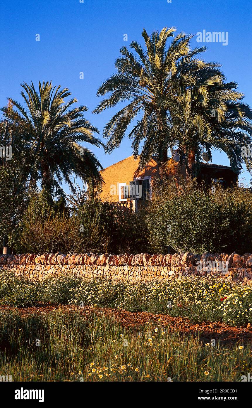Finca Es Figueral and palm trees under blue sky, Majorca, Spain, Europe ...