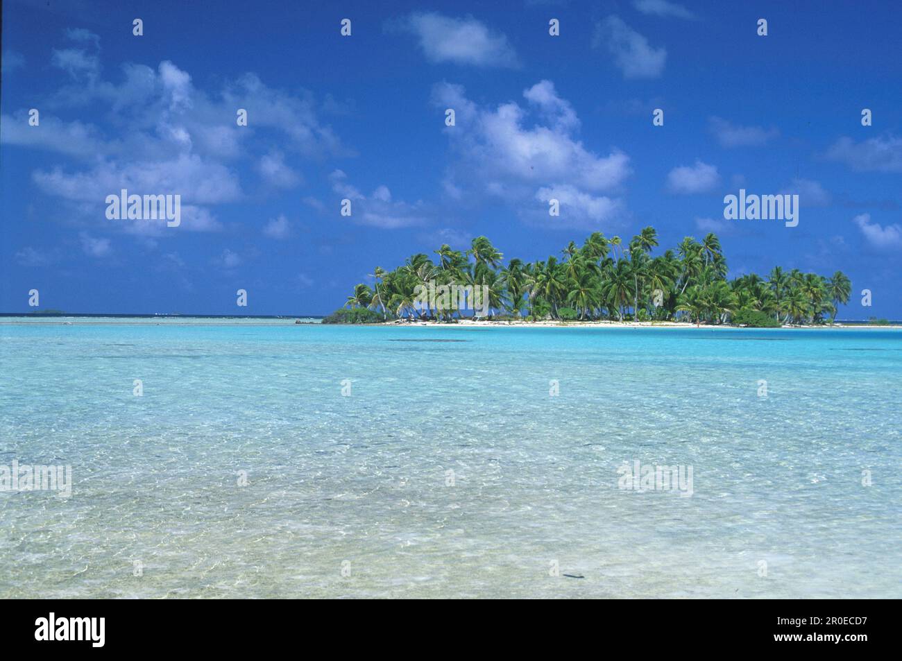 Insel Motu under blue sky, Atoll Rangiroa, Tuamotu islands, French ...