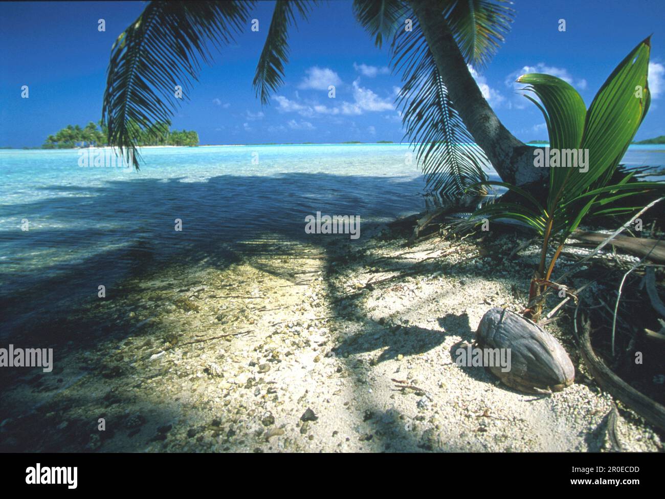 Junge Kokospalme waechst aus Nuss, Korallenstrand, Insel Rangirosa ...