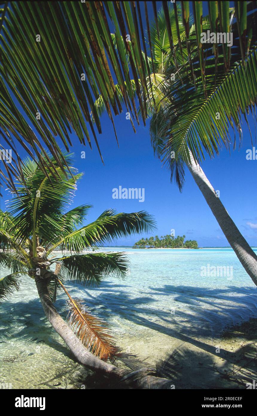 Coconut palm trees on Motu island in the sunlight, Tuamotu, French ...