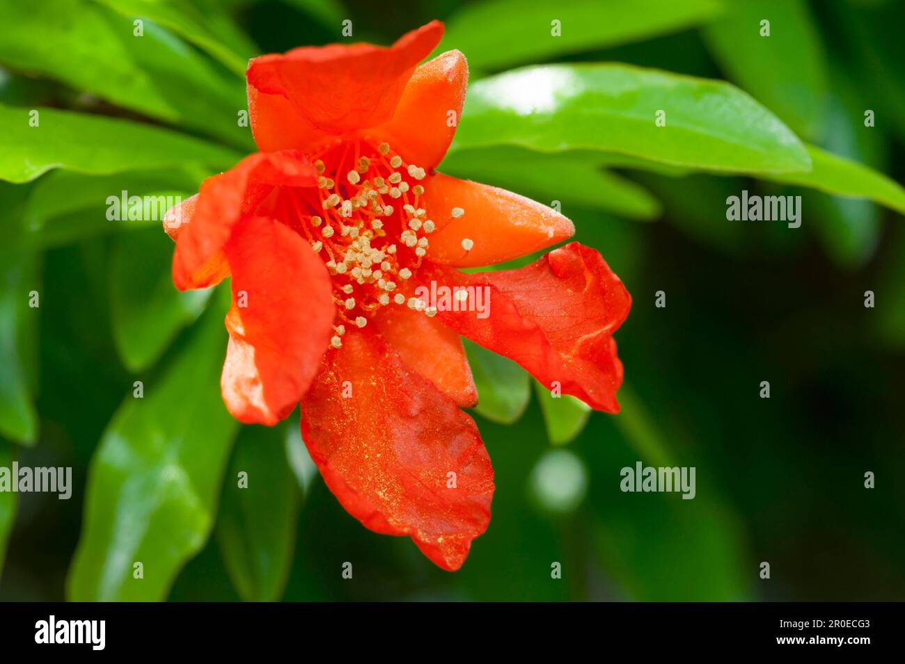 Punica granatum tree flower hi-res stock photography and images - Alamy