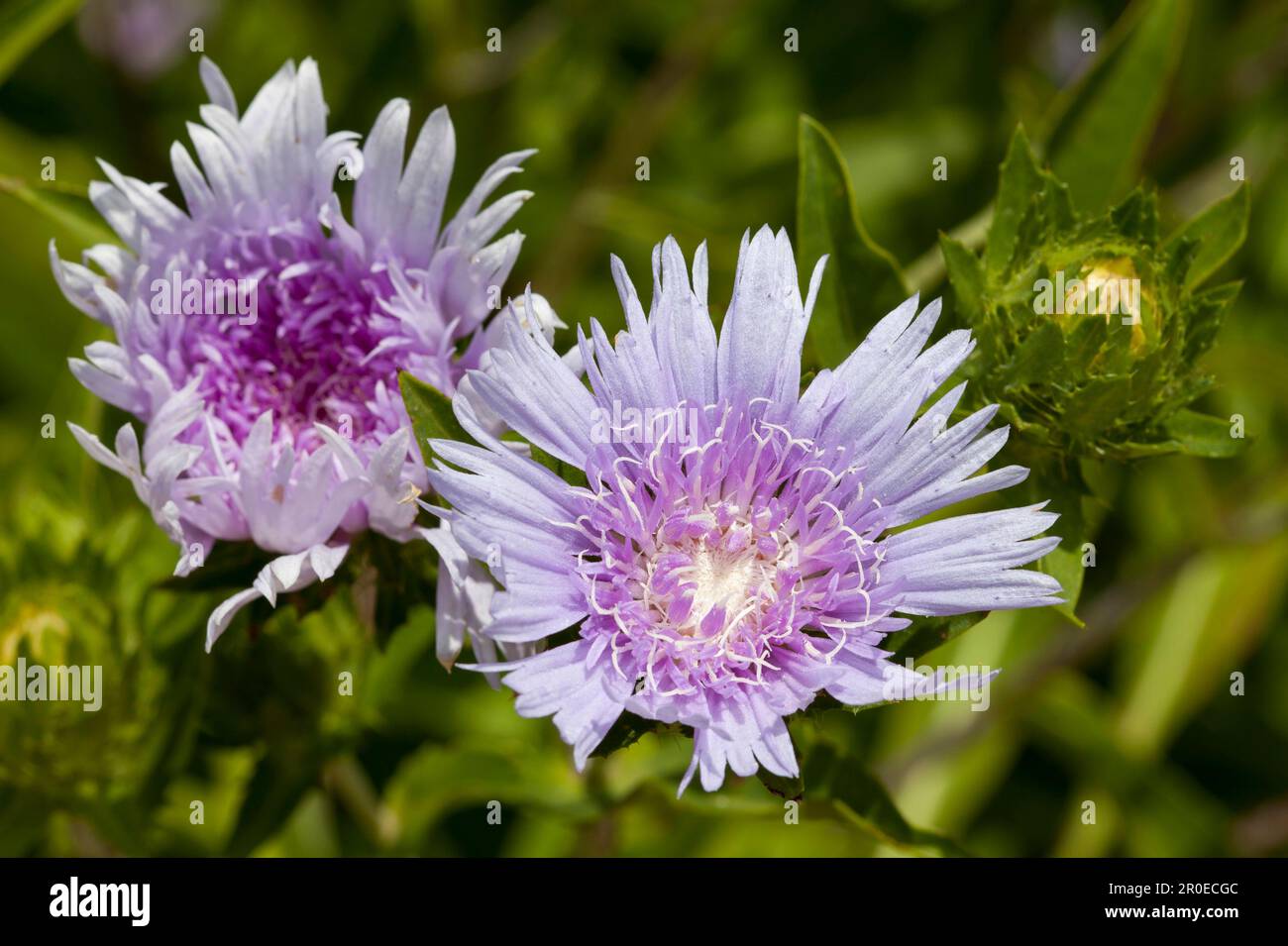 Cornflower Aster, Stokes Aster, cornflower asters (Stokesia laevis ...