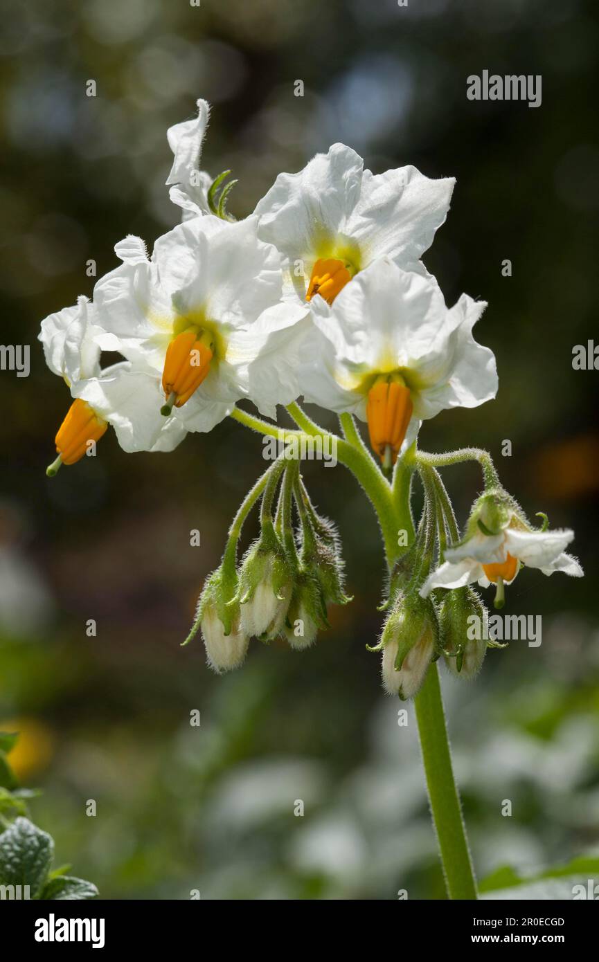 Flower, potato (Solanum tuberosum), native country Central and South ...