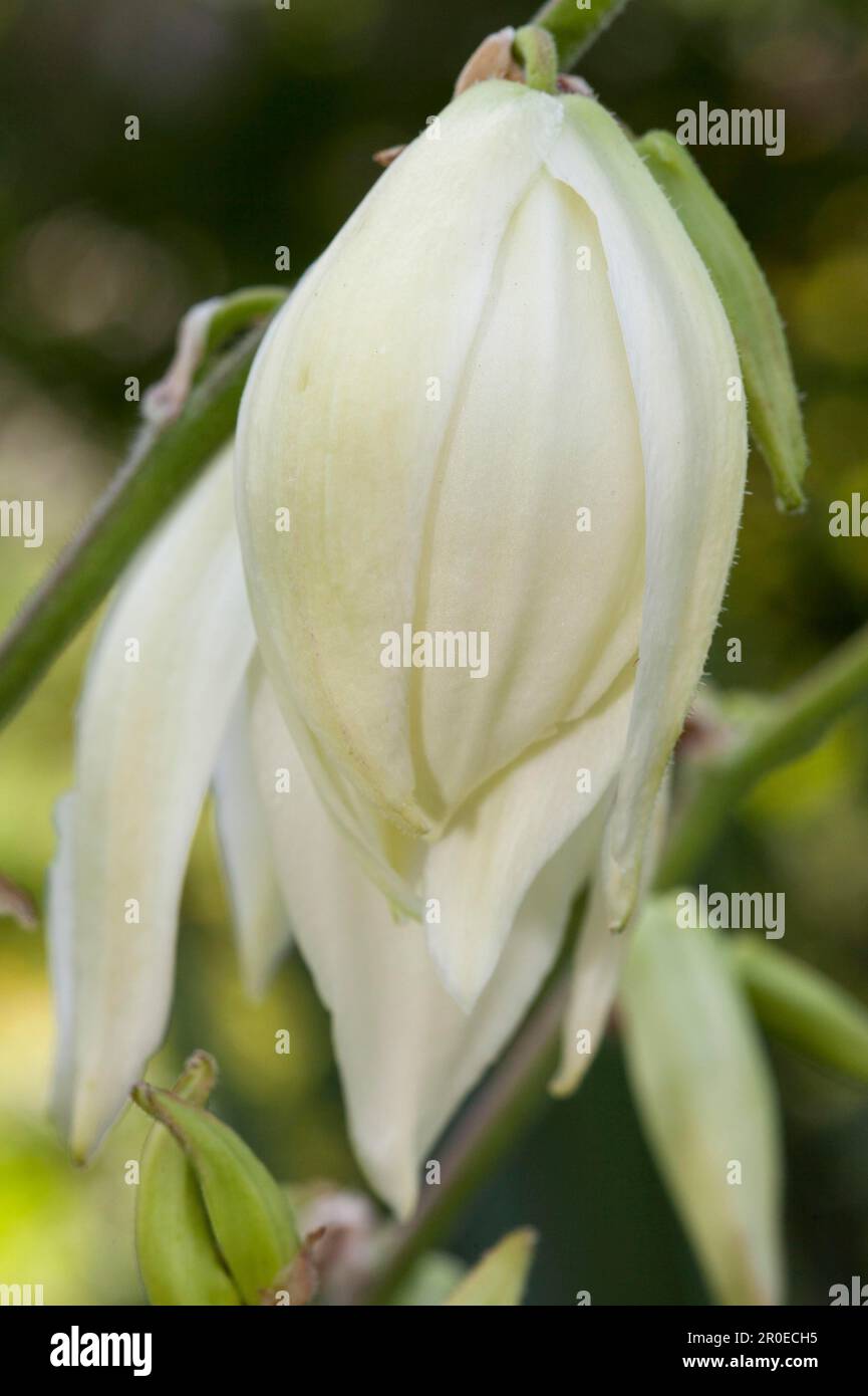 Yucca filamentosa subsp smalliana hi-res stock photography and images ...