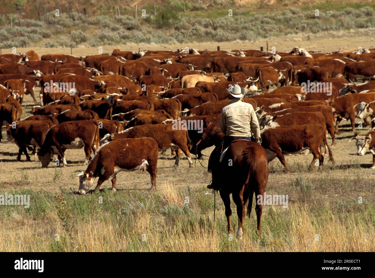 Cowboy on a horse front view hi-res stock photography and images - Alamy