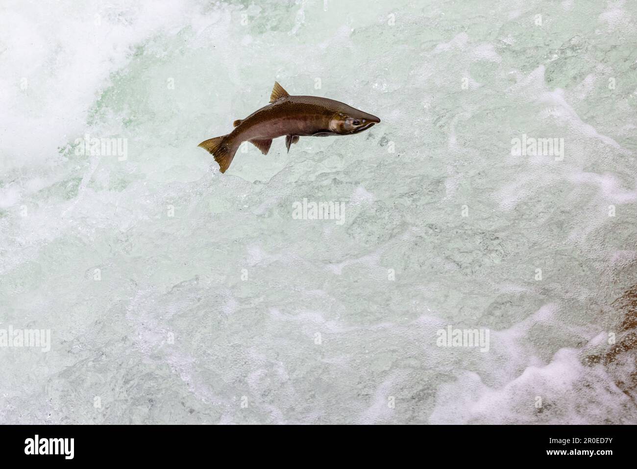 A vibrant fish leaping over the crest of a foamy wave of a river Stock ...