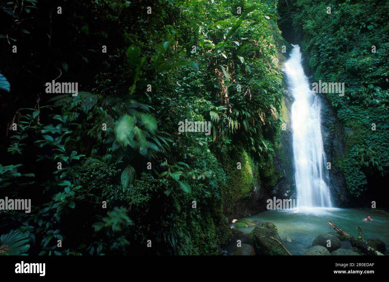 Fontainbleu Wasserfall, Grand Etang Forest Reserve Grenada Stock Photo ...