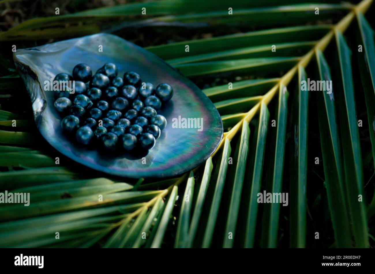 Schwarze Perlen Pinctada magaritifera, , Wert: je US$ 500 ...