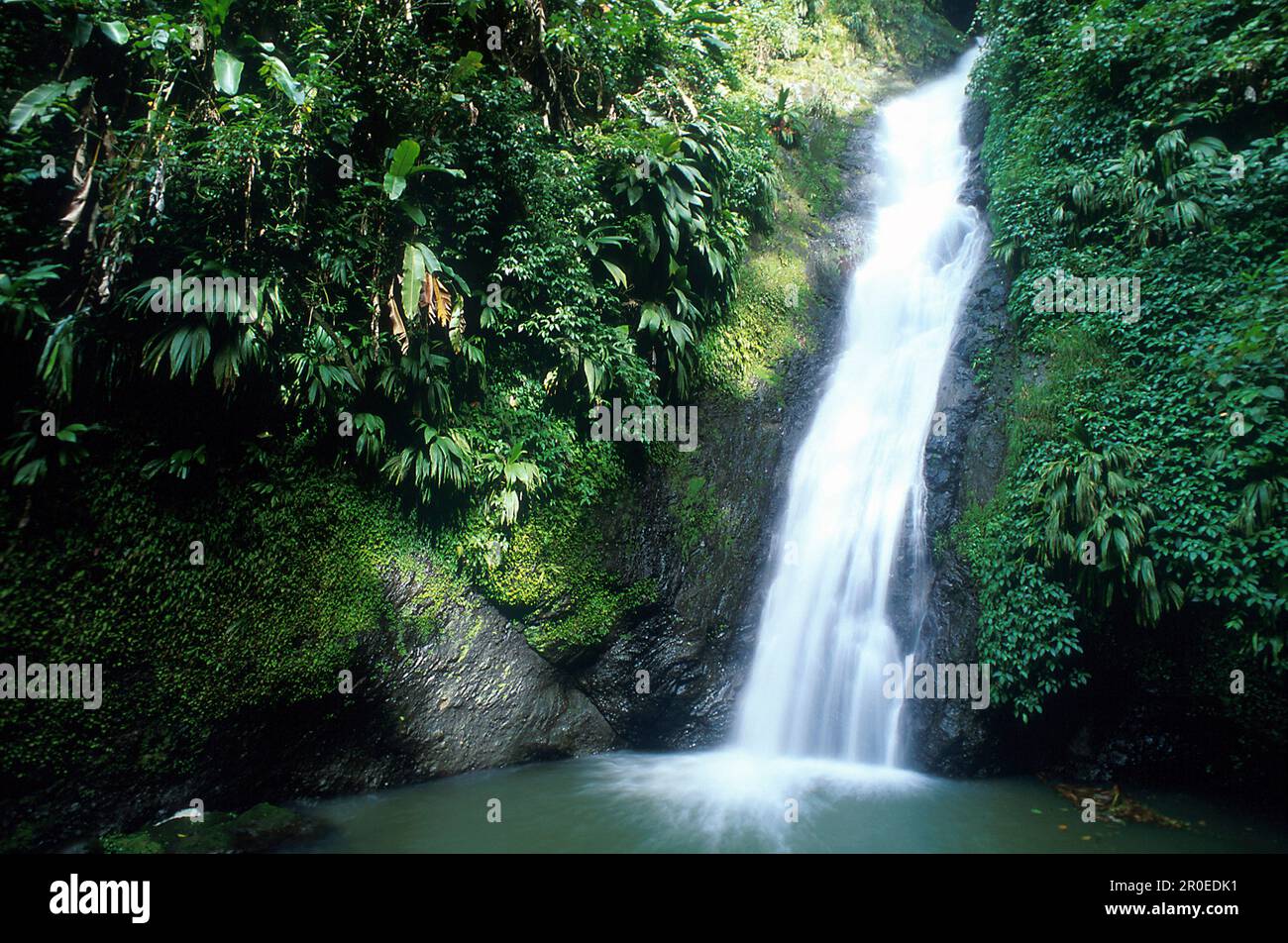 Fontainbleu Wasserfall, Grand Etang Forest Reserve Grenada Stock Photo ...