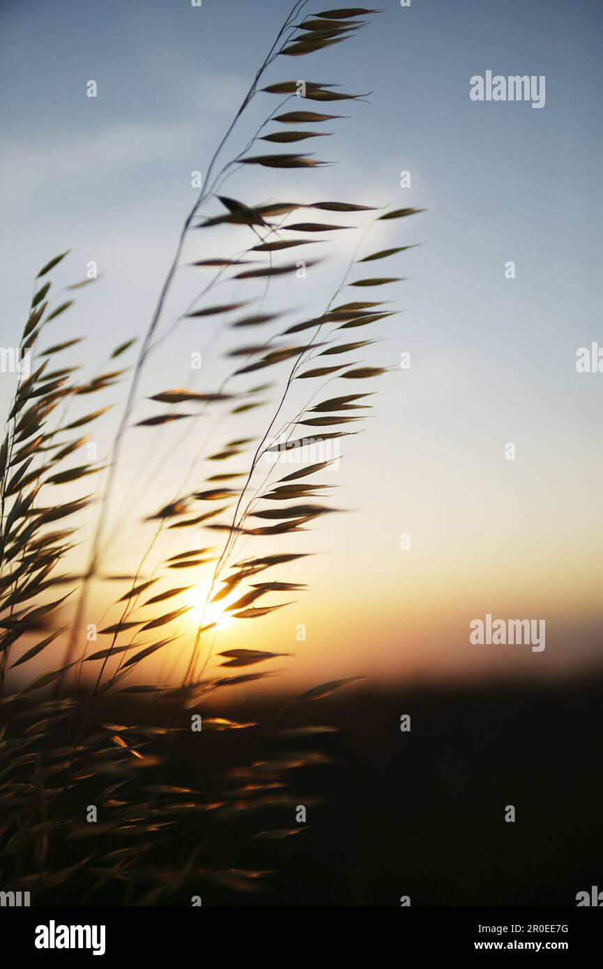 Blade of corn hi-res stock photography and images - Alamy