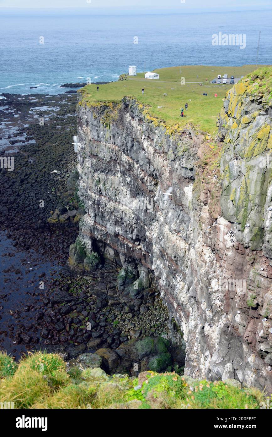 Bird Rock, Latrabjarg, Westfjords, Iceland Stock Photo - Alamy