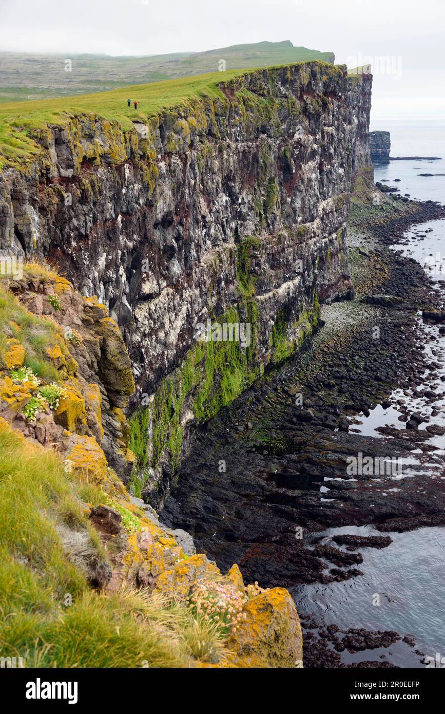 Bird Rock, Latrabjarg, Westfjords, Iceland Stock Photo - Alamy