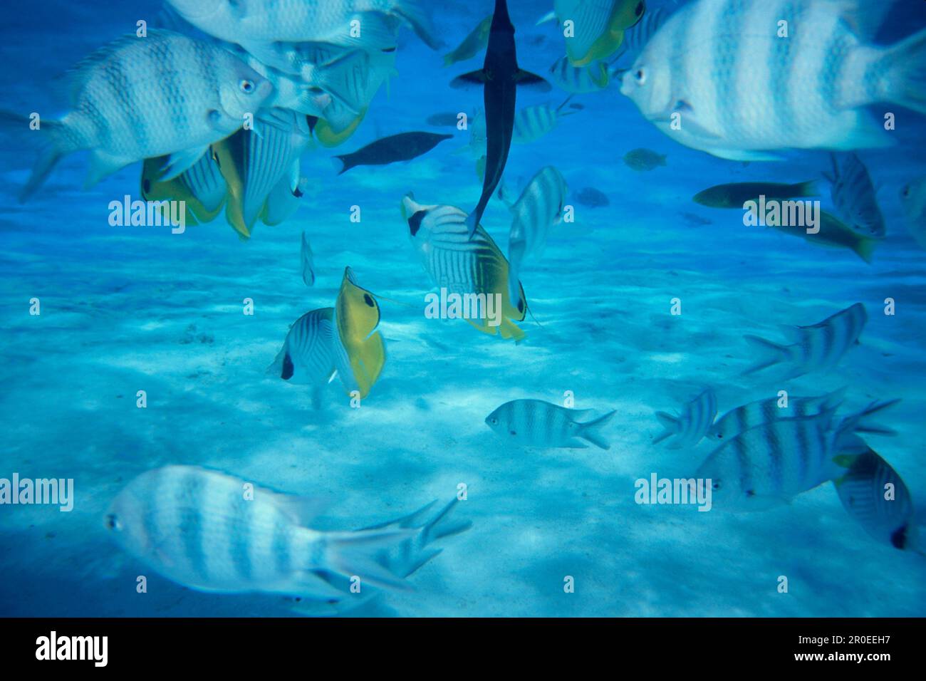 Aitutaki underwater hi-res stock photography and images - Alamy