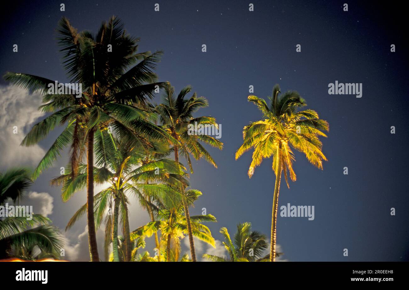 Coconut palm trees at night, Rarotonga Beach Resort, Rarotonga, Cook ...