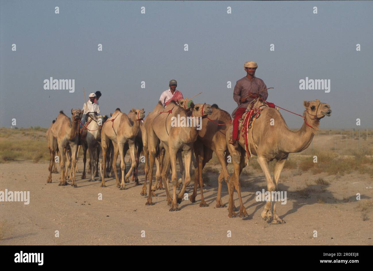 Multiple camels hi-res stock photography and images - Alamy