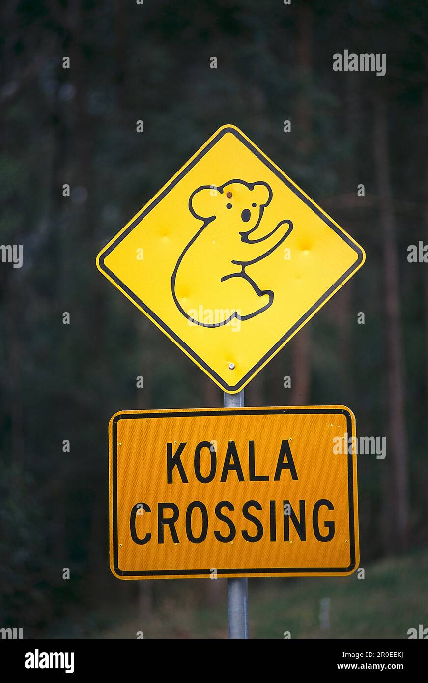 Koala Warning Sign, Near Woombah, NSW, Australia Stock Photo - Alamy