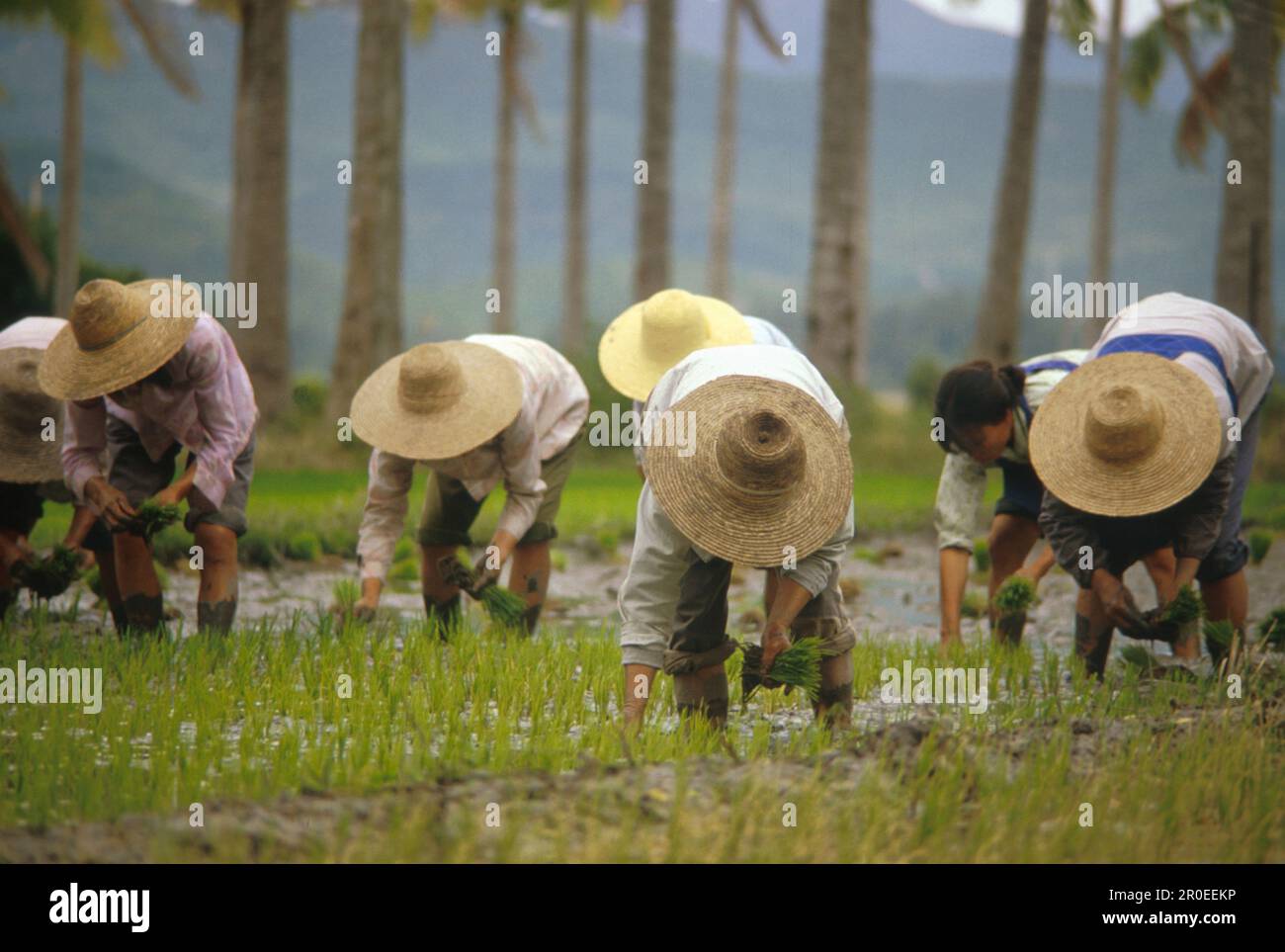 Reisbauern, Insel Hainan Sued-China Stock Photo - Alamy