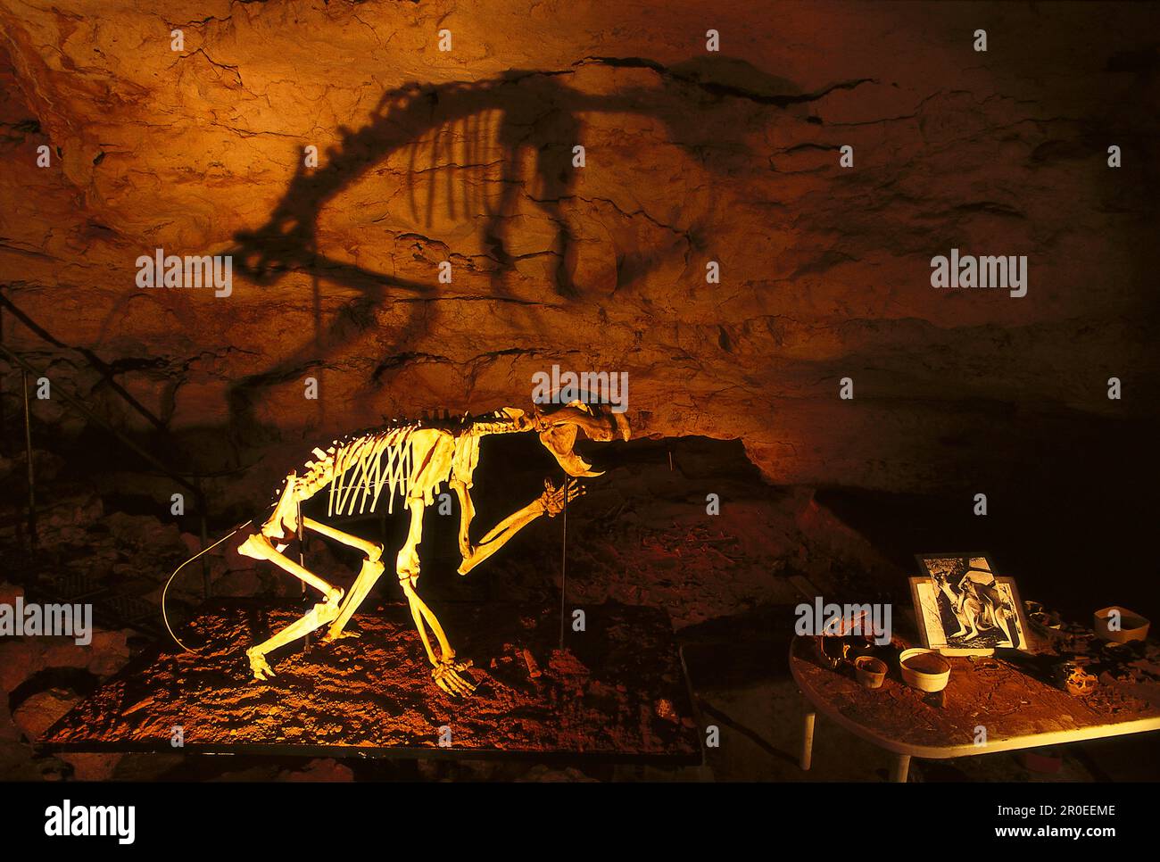 Skeleton of a Marsupial Lion, Victoria Fossil Cave, Naracoorte Caves ...