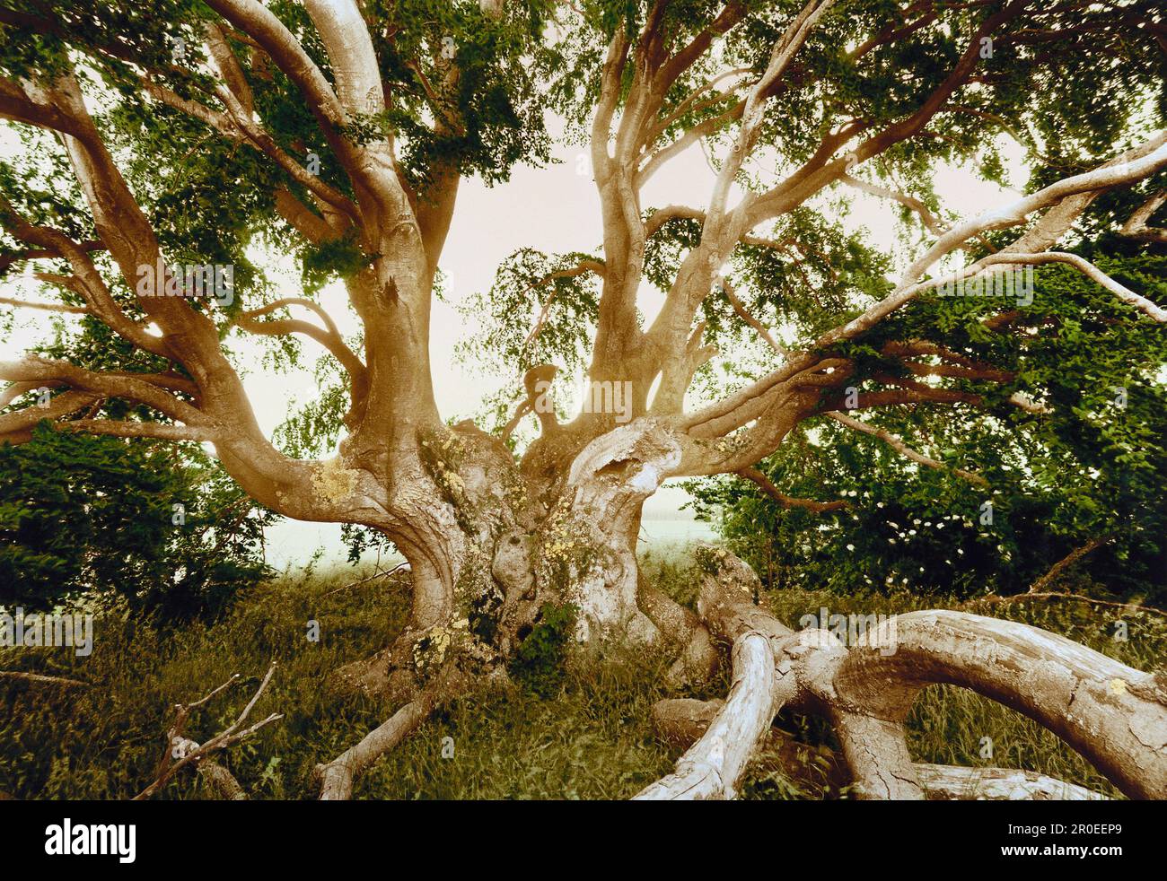 Beech tree circa 400 years old, Bavaria, Germany Stock Photo - Alamy
