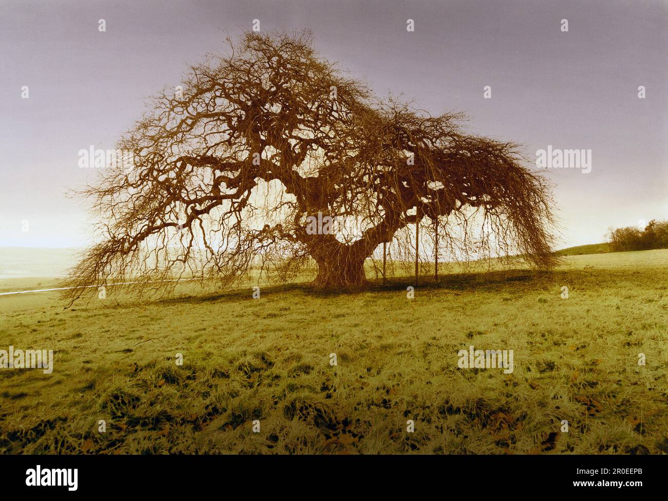 Gnarled old beech tree hi-res stock photography and images - Alamy