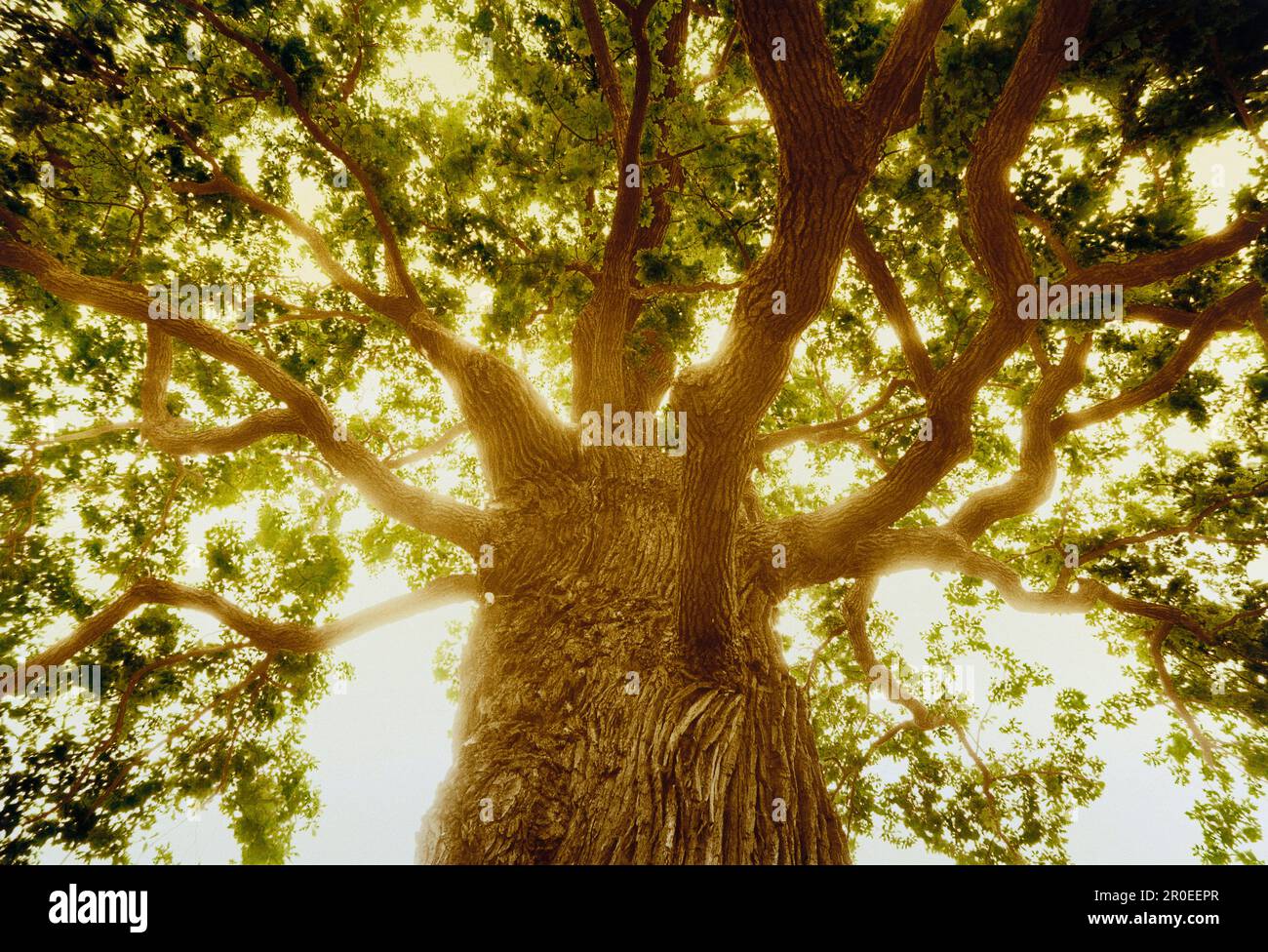 Oak tree circa 800 years old, Rhineland-Palatinate, Germany Stock Photo ...