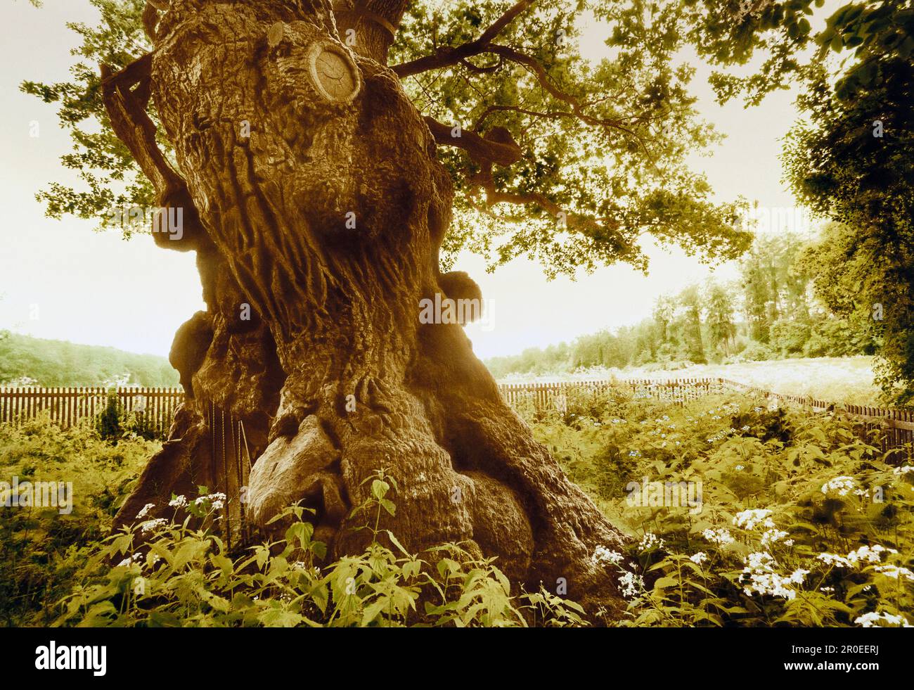 Oak tree circa 800 years old, North Rine-Westphalia, Germany Stock ...