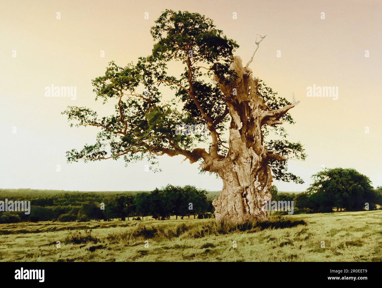Ancient oak tree 1000 years hi-res stock photography and images - Alamy