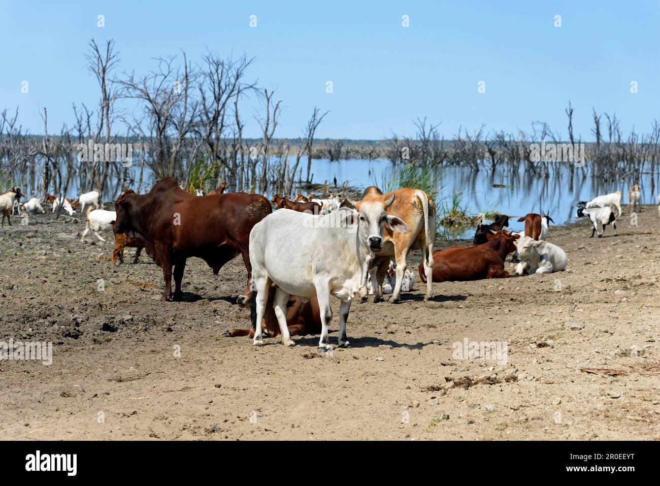 Domestic cattle, cows at Lake Ngami, Botswana Stock Photo - Alamy