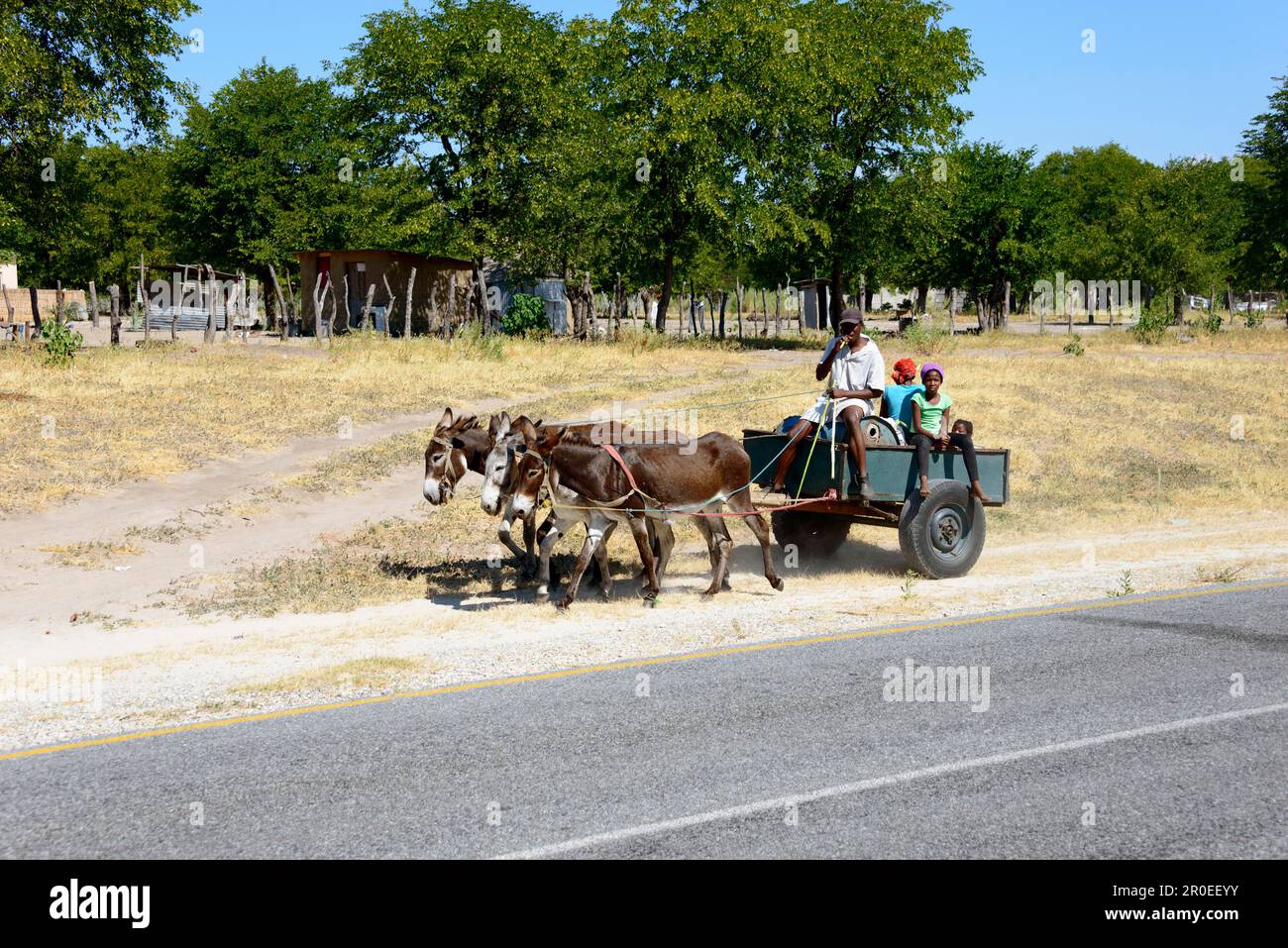 Donkey team, north of Maun, Botswana Stock Photo - Alamy