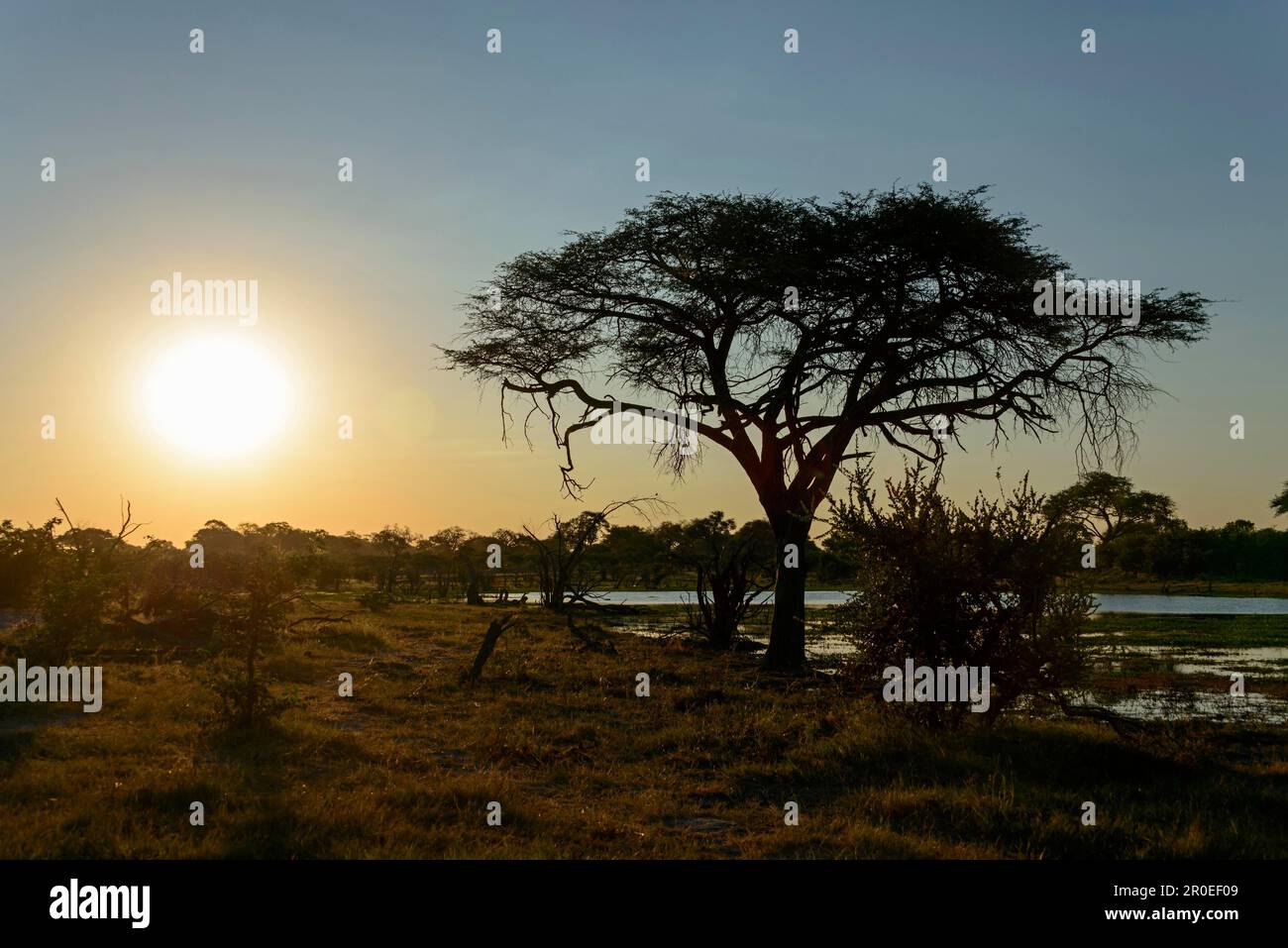 Acacia and lake in the sunset between Sankuyo and Mababe Village ...