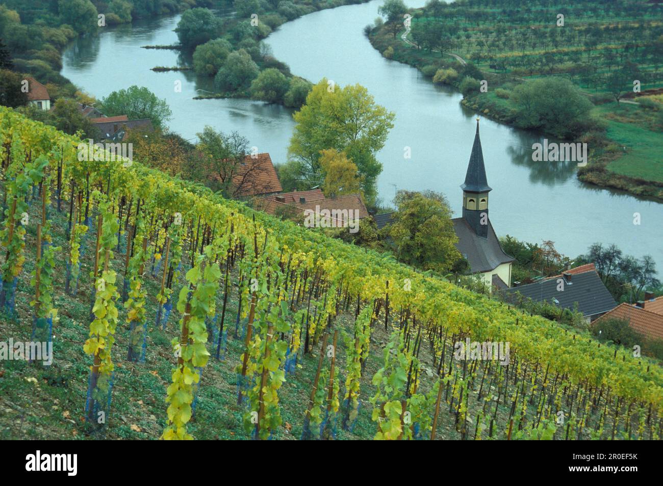 View of a vineyard at Koehler bei Volkach, Mainfranken, Franconia ...
