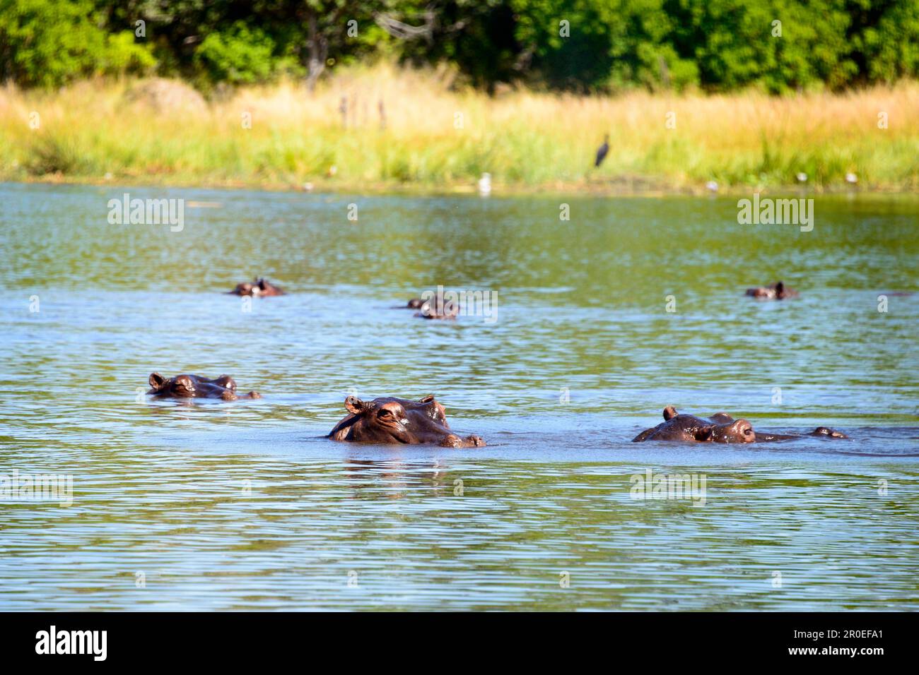 Hippopotamus (Hippopotamus amphibius), Hippo Pool, Khwai river near ...