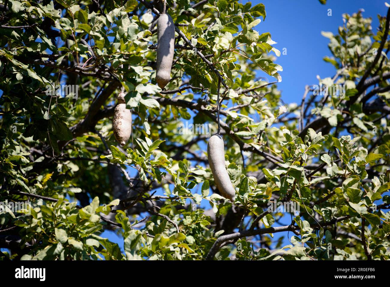 Sausage Tree (Kigelia africana), Moremi Wildlife Reserve, Okavangodelta ...